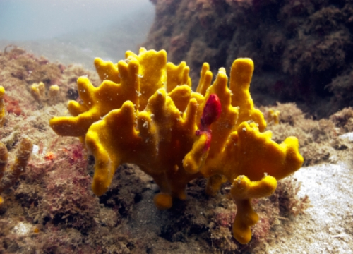 Axinella polypoides | פוצקר