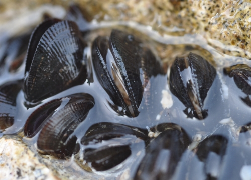 בוצית ים-סופית | פוצקר