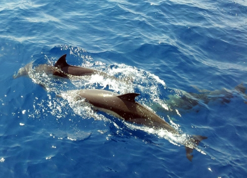 דולפין מצוי | פוצקר