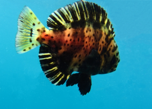 שחורן אטלנטי | פוצקר