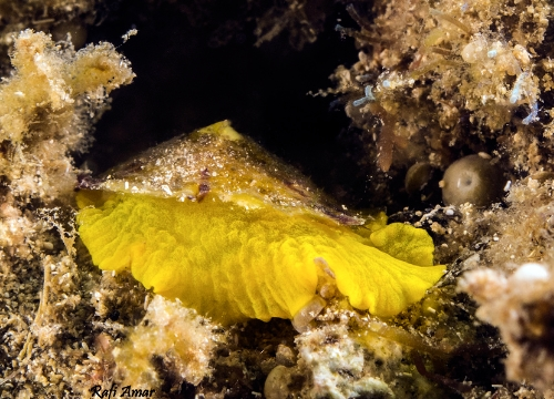 Umbraculum umbraculum | פוצקר