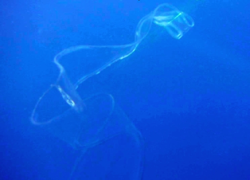 חגורת ונוס | פוצקר